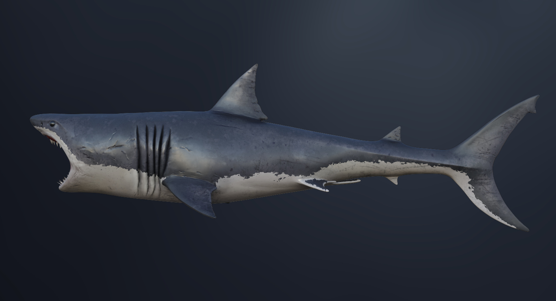 3D realistic great white shark model - TurboSquid 1215328