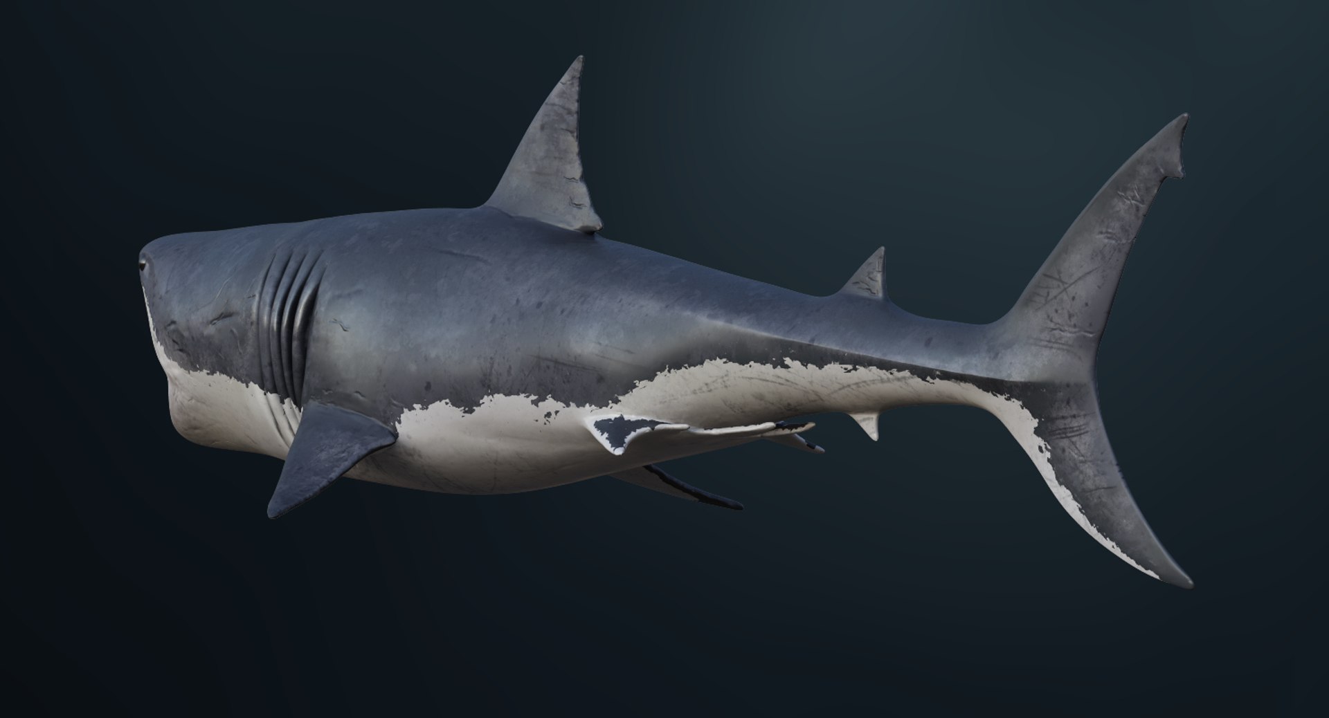 3D Realistic Great White Shark Model - TurboSquid 1215328