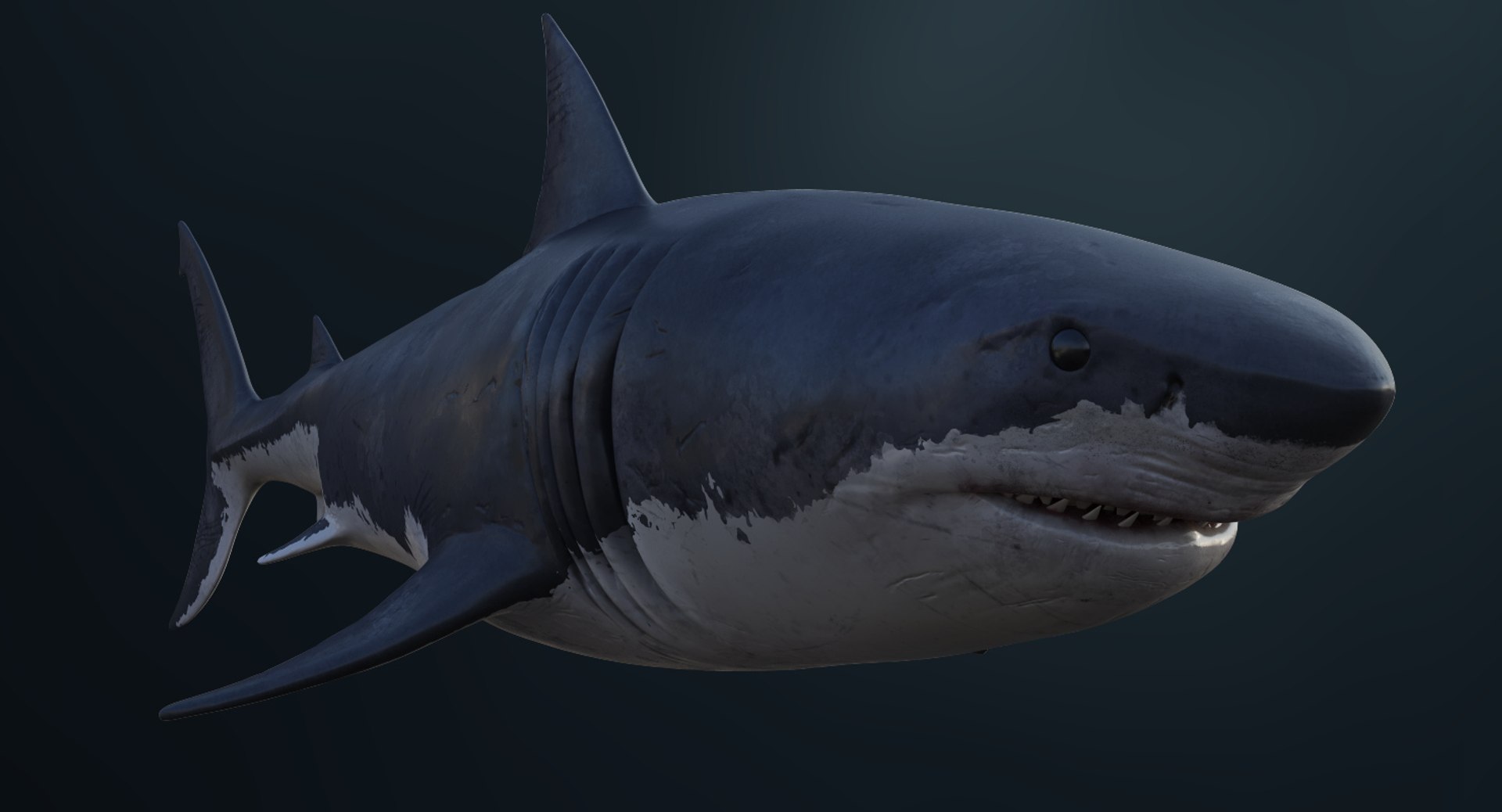 3D Realistic Great White Shark Model - TurboSquid 1215328