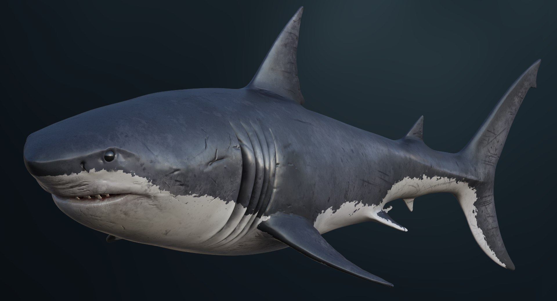 3D Realistic Great White Shark Model - TurboSquid 1215328