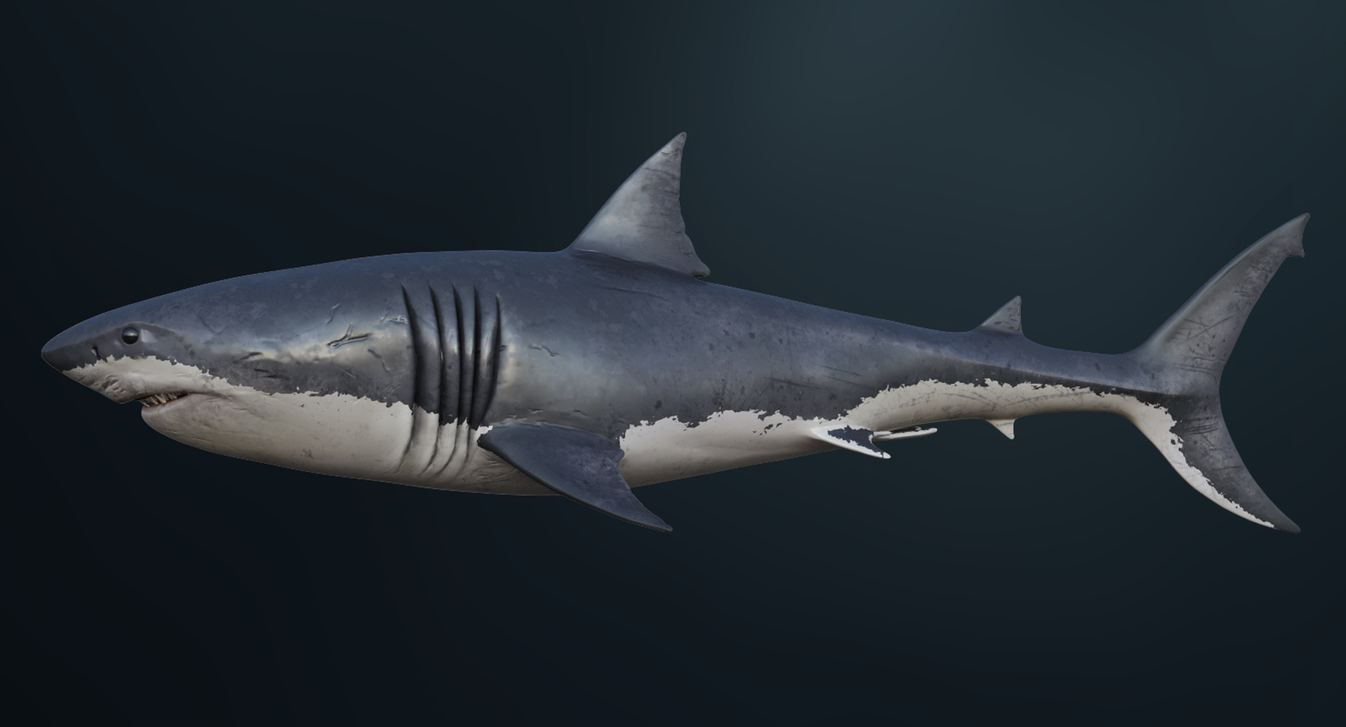 3D realistic great white shark model - TurboSquid 1215328