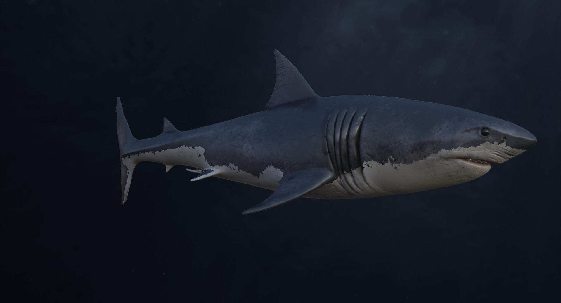 3D Realistic Great White Shark Model - TurboSquid 1215328
