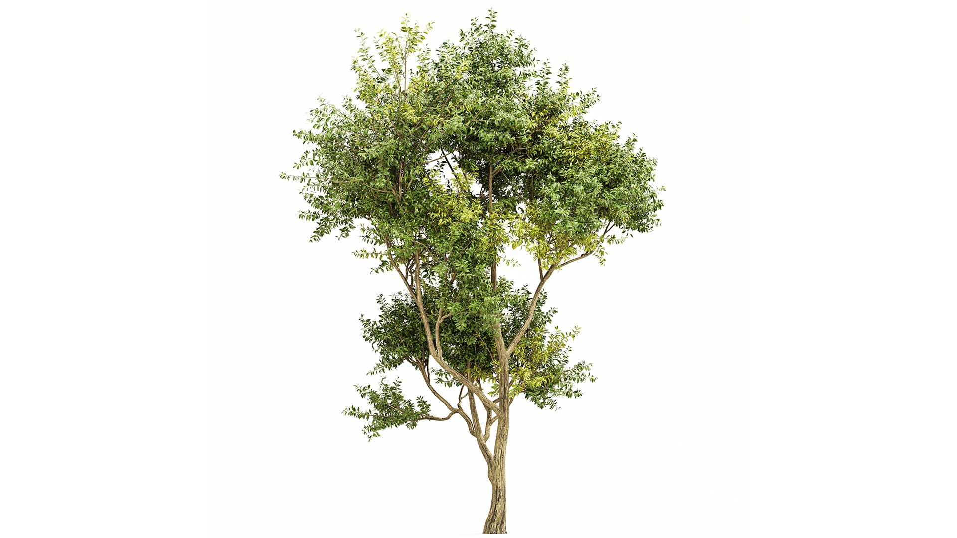 3D Eucalyptus 2trees - TurboSquid 2245053