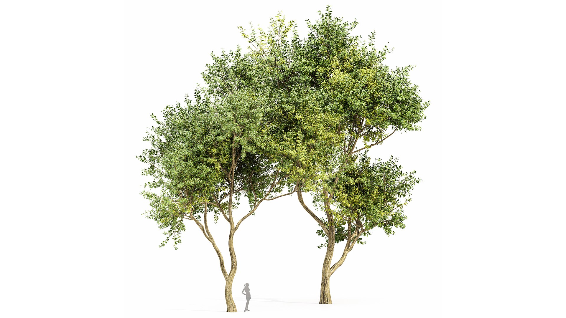 3D Eucalyptus 2trees - TurboSquid 2245053