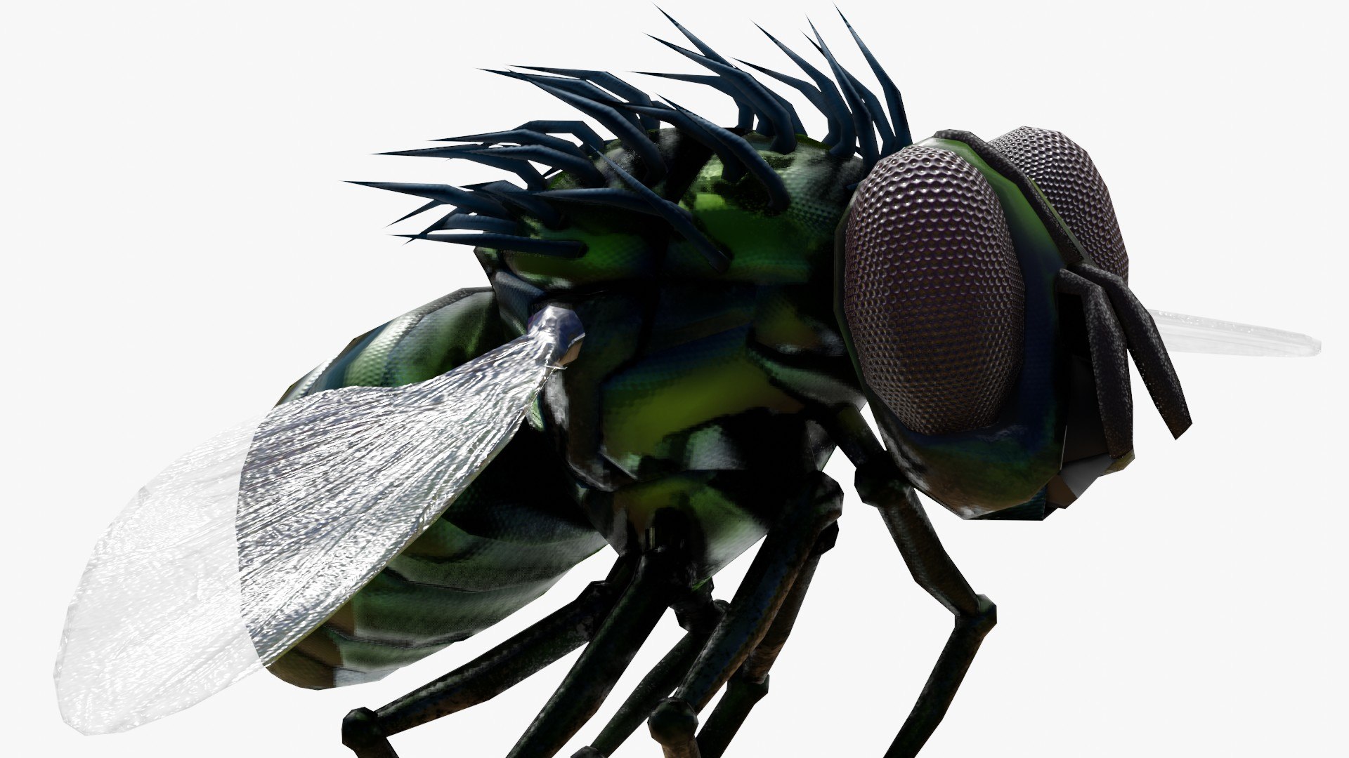3D Green Fly Loop Animation - TurboSquid 1630852
