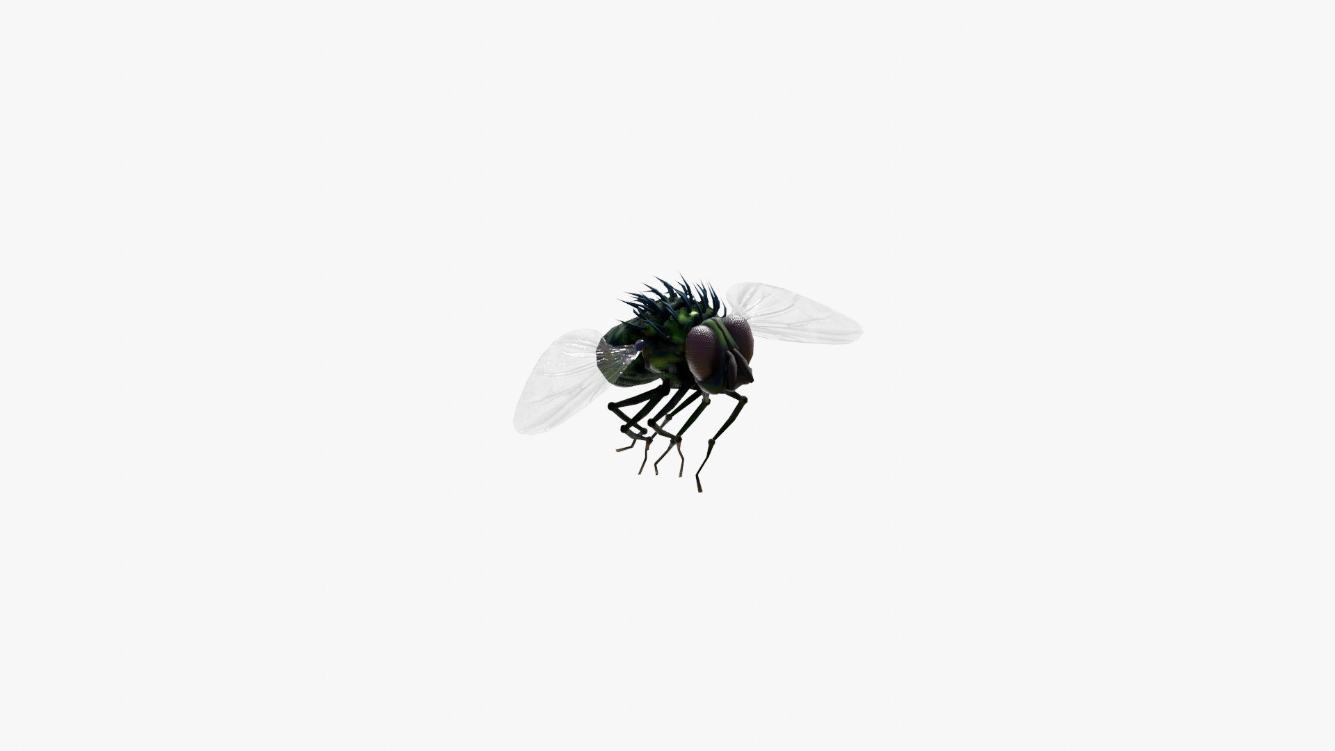 3D Green Fly Loop Animation - TurboSquid 1630852