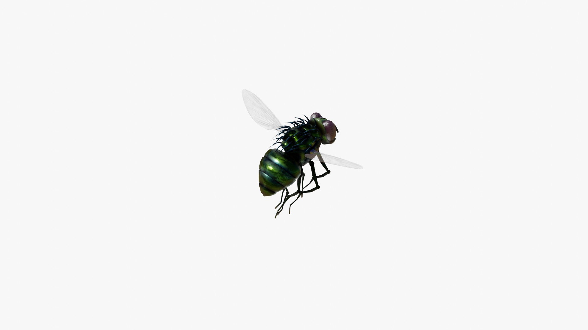 3D Green Fly Loop Animation - TurboSquid 1630852