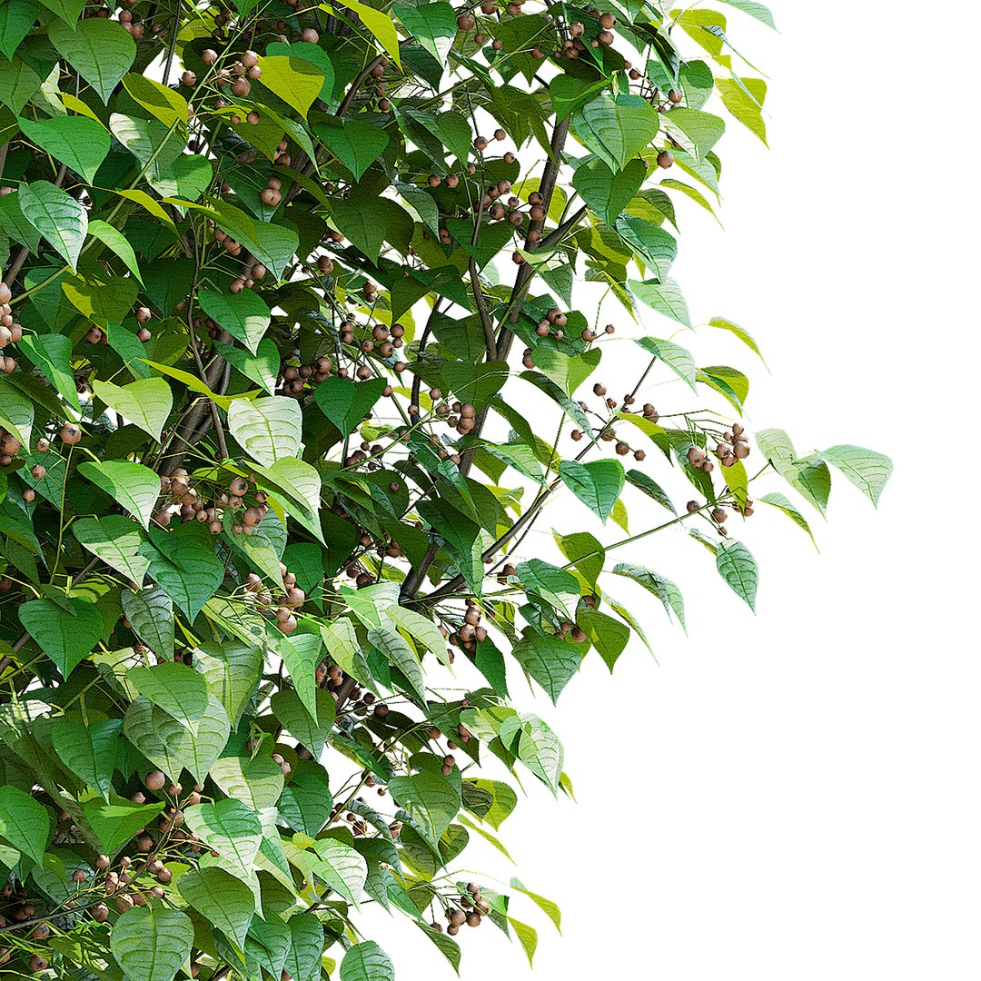 3D Model Pyrus Calleryana Chanticlee Tree - TurboSquid 2106492