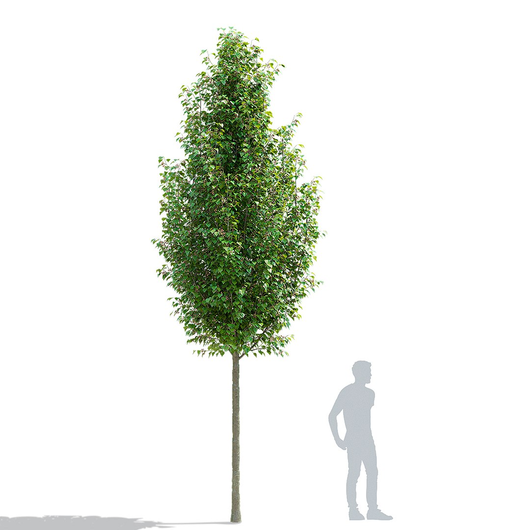 3D Model Pyrus Calleryana Chanticlee Tree - TurboSquid 2106492