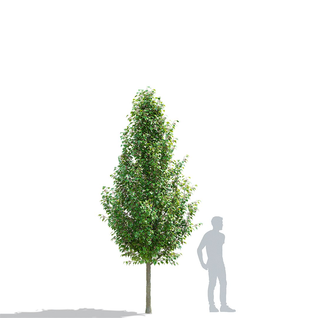 3D Model Pyrus Calleryana Chanticlee Tree - TurboSquid 2106492