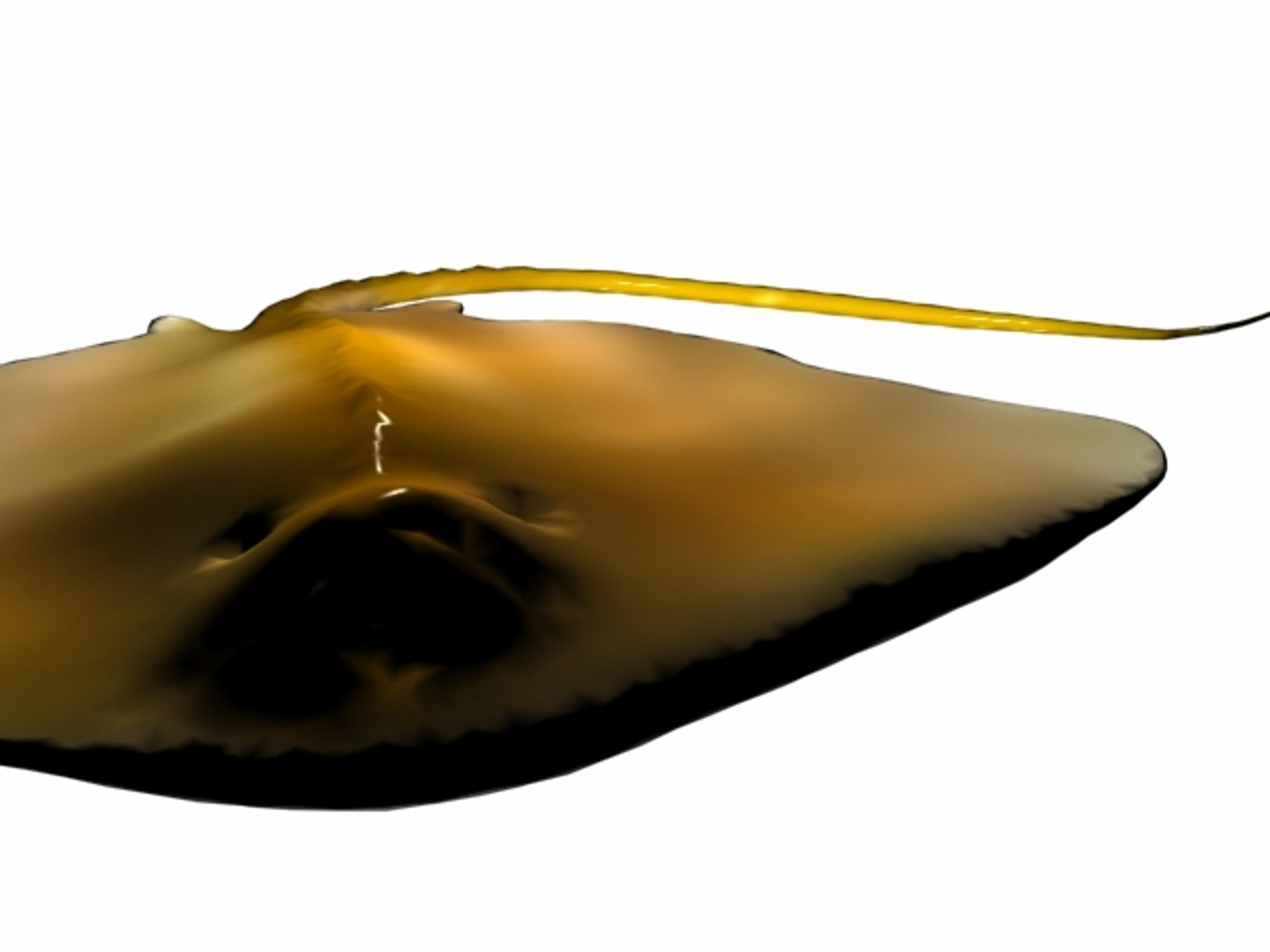 3d Model Stingray Fish