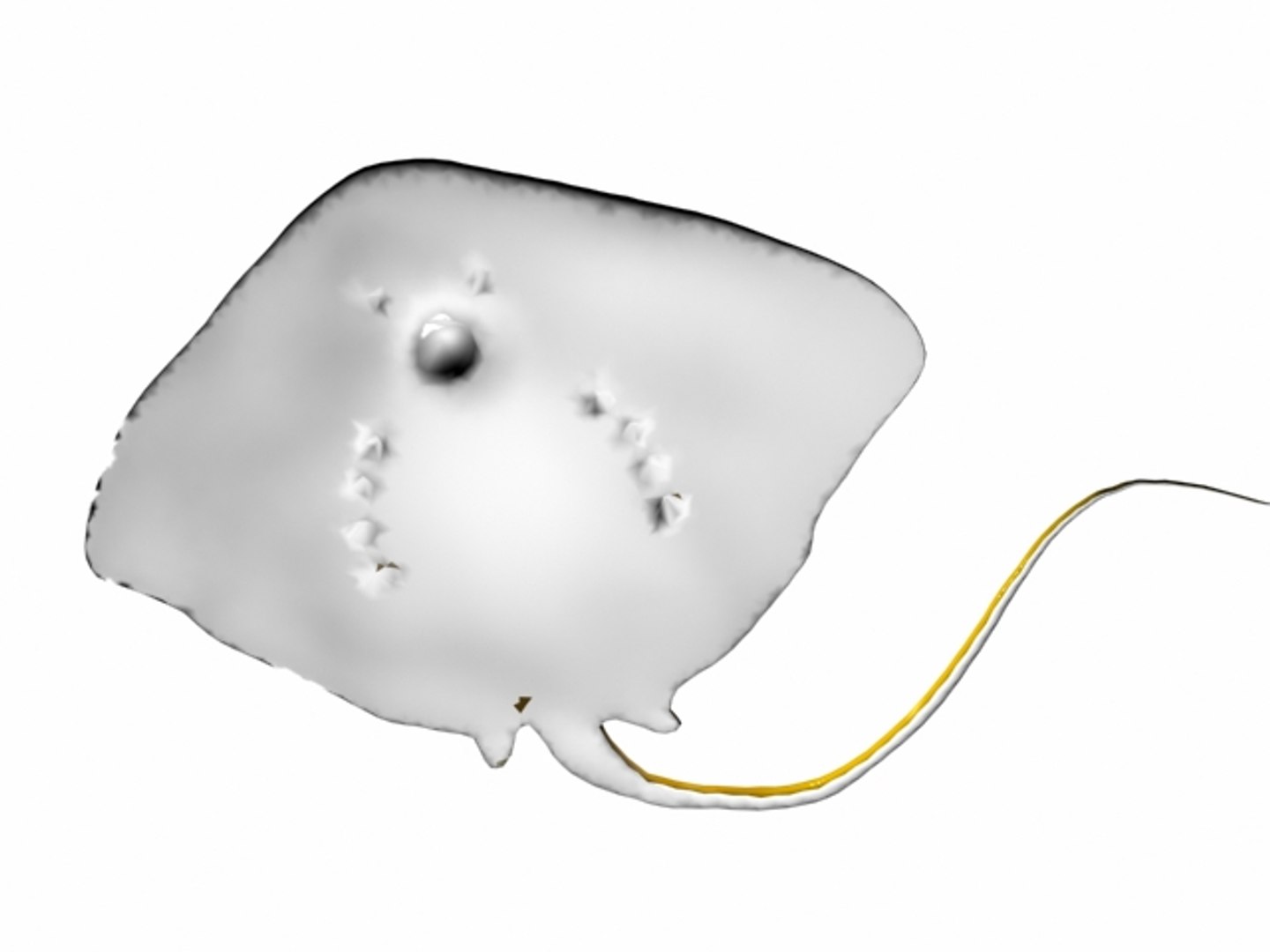 3d Model Stingray Fish