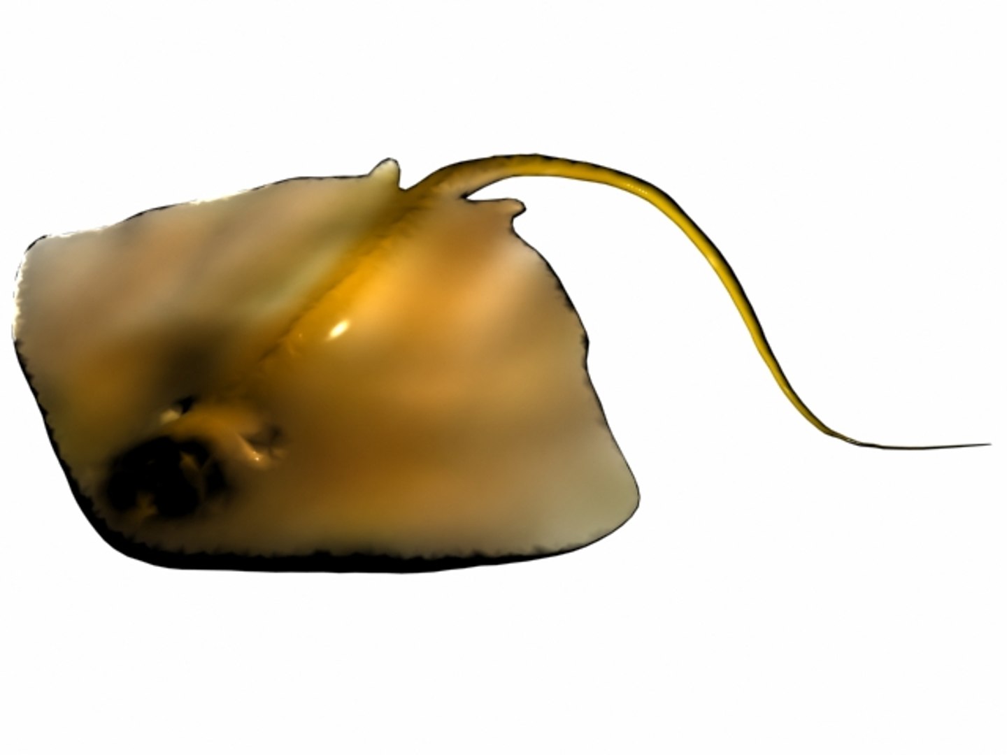 3d Model Stingray Fish