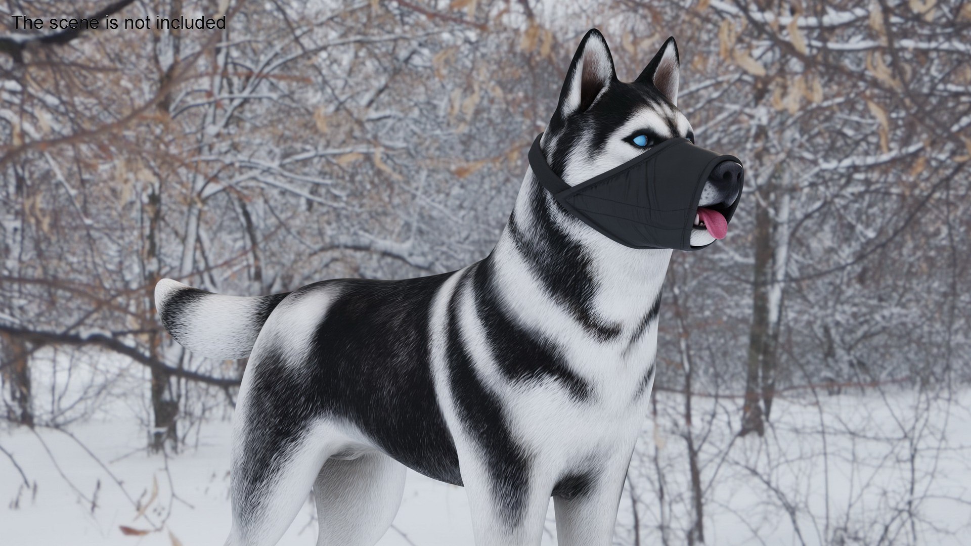 Siberian Husky With Nylon Dog Muzzle 3D Model - TurboSquid 2273683