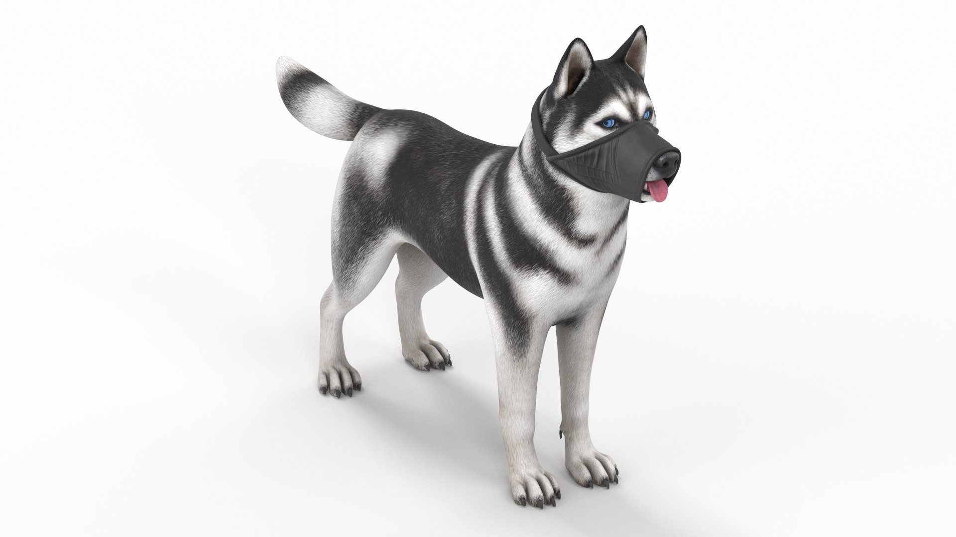 Siberian Husky With Nylon Dog Muzzle 3D Model - TurboSquid 2273683