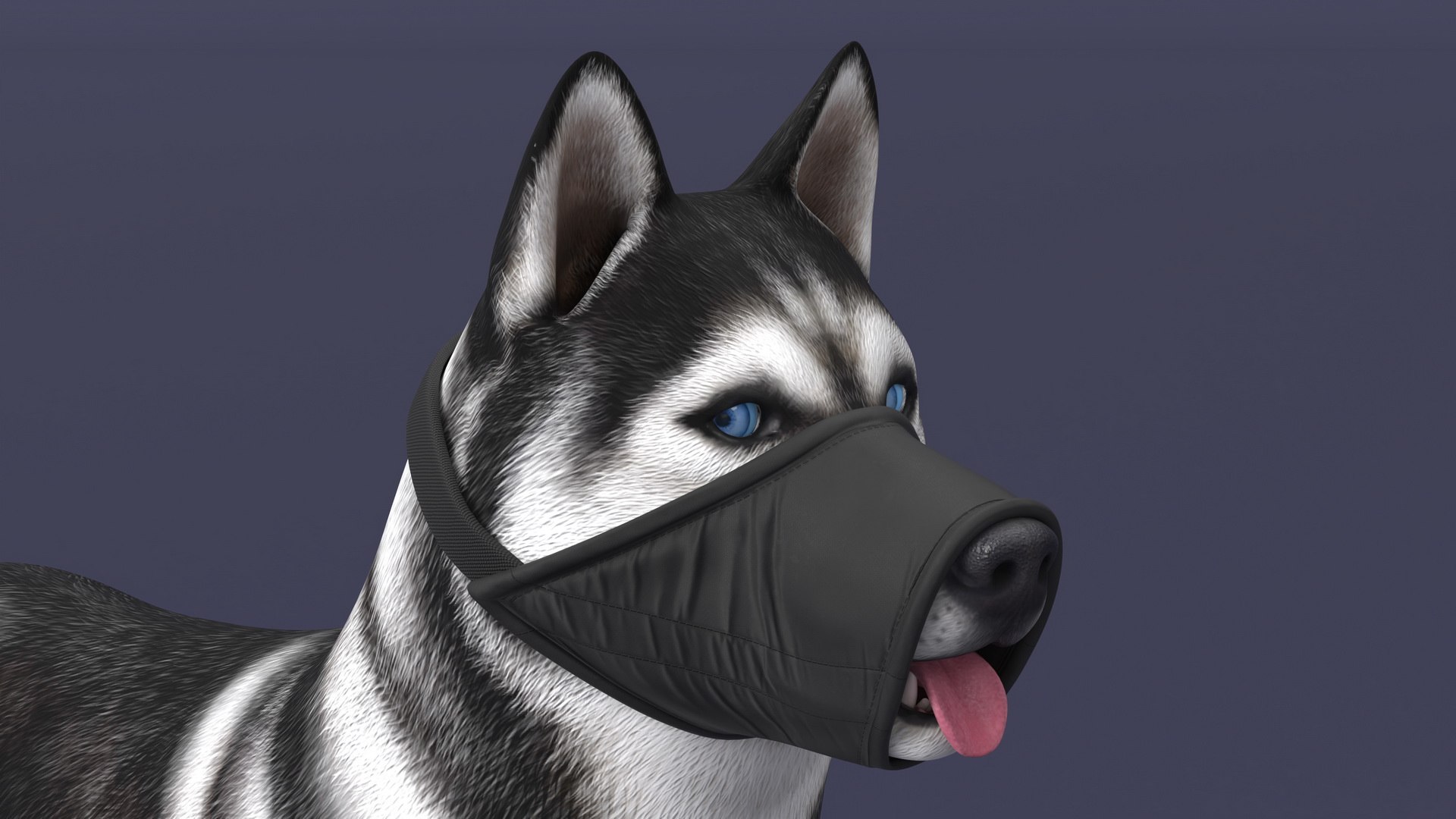 Siberian Husky With Nylon Dog Muzzle 3D Model - TurboSquid 2273683