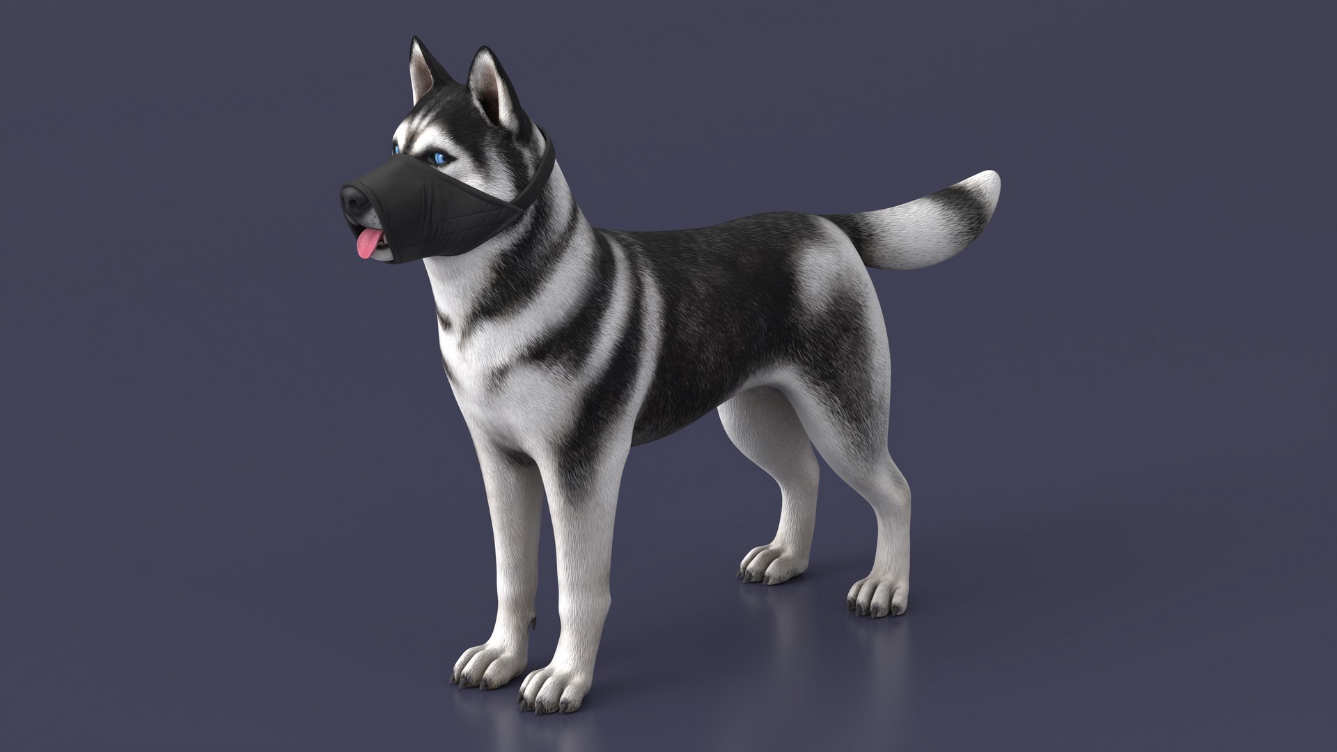 Siberian Husky With Nylon Dog Muzzle 3D Model - TurboSquid 2273683