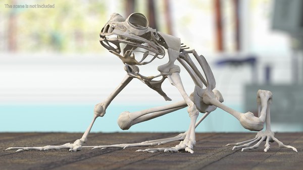 Frog Skeleton model - TurboSquid 1836887