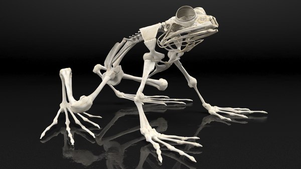 青蛙骨架3D模型 - TurboSquid 1836887