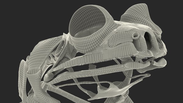 Frog Skeleton model - TurboSquid 1836887