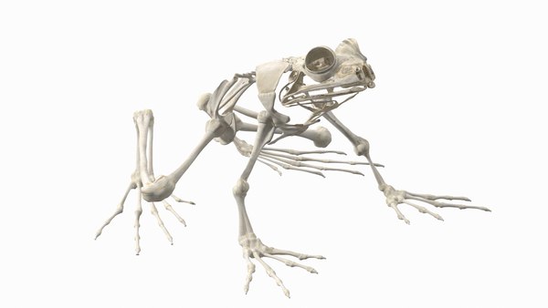 Frog Skeleton model - TurboSquid 1836887