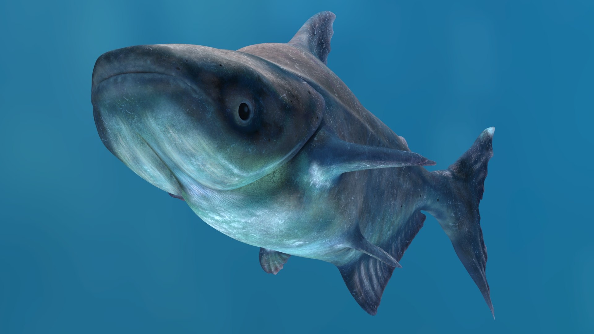 Animated Mekong Giant Catfish 3D model - TurboSquid 2089248
