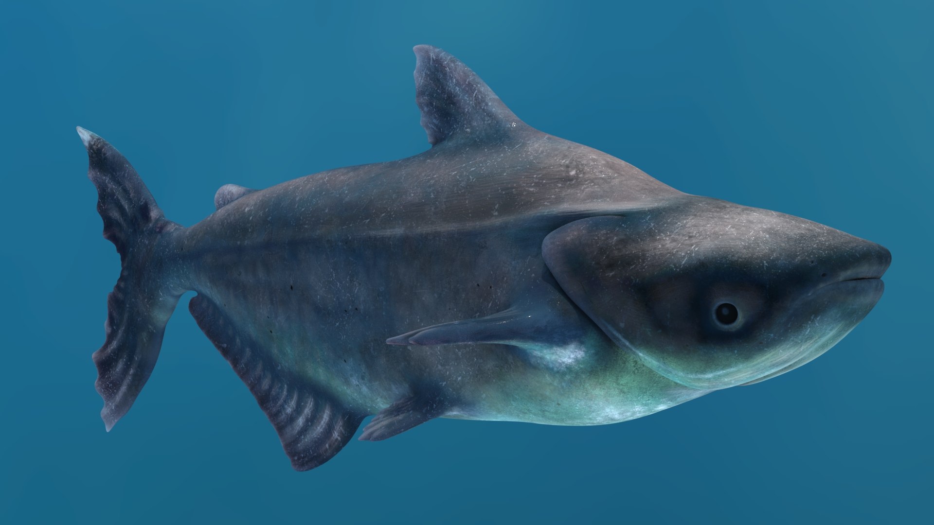 Animated Mekong Giant Catfish 3D Model - TurboSquid 2089248