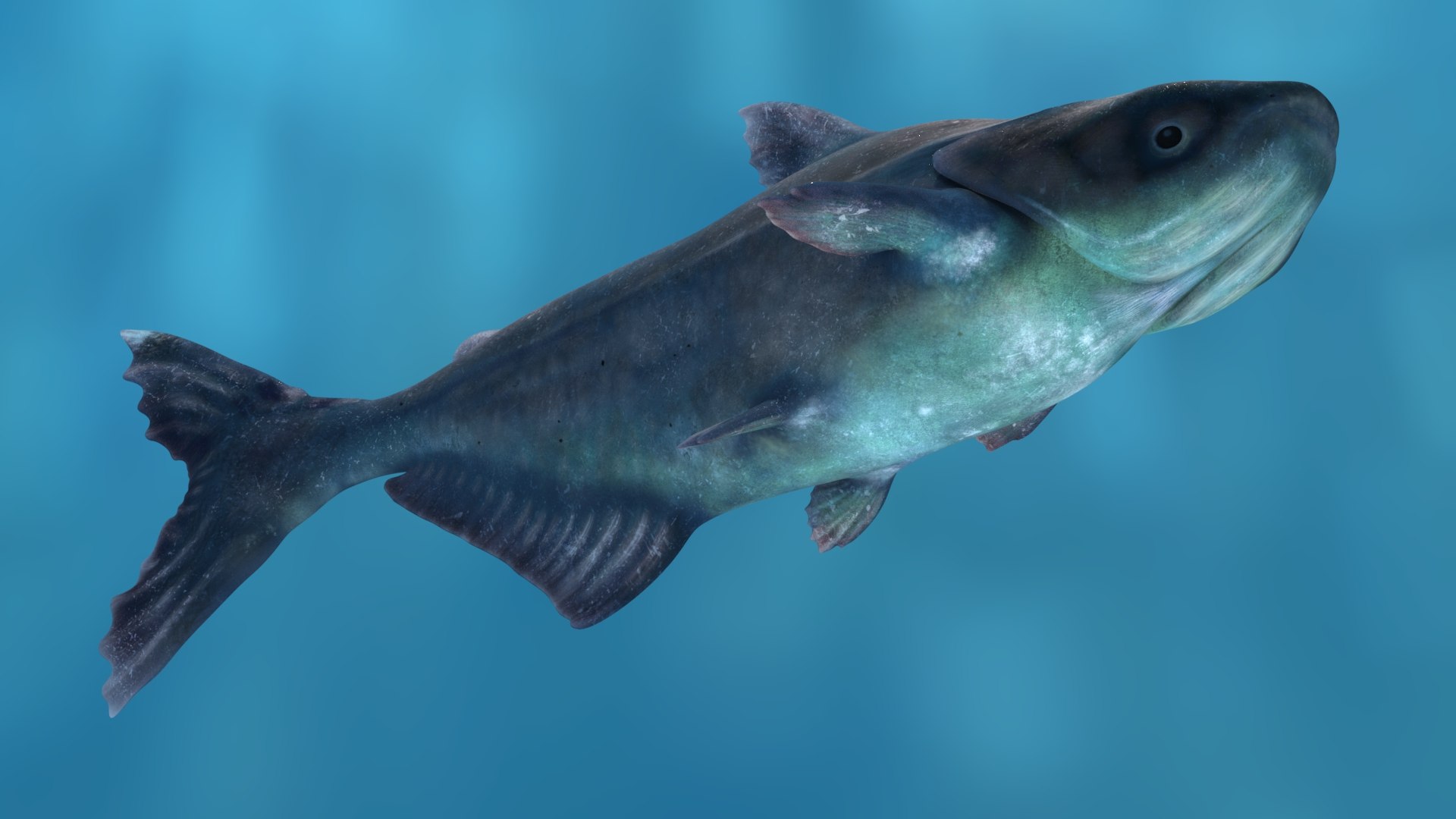 Animated Mekong Giant Catfish 3D Model - TurboSquid 2089248