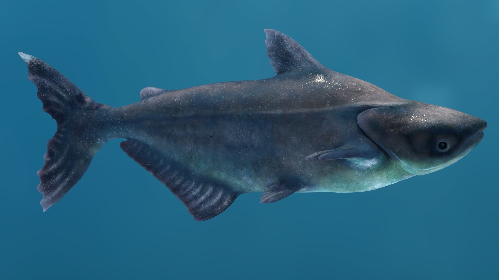 Animated Mekong Giant Catfish 3D Model - TurboSquid 2089248