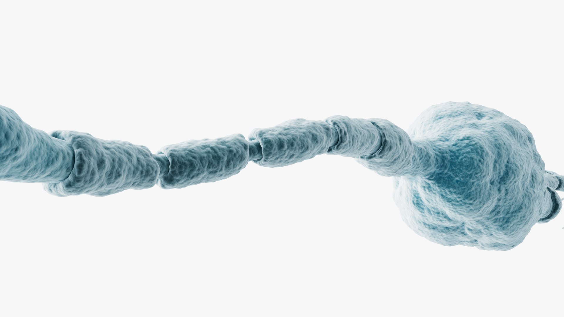 Neuron Bipolar Model - TurboSquid 2235927