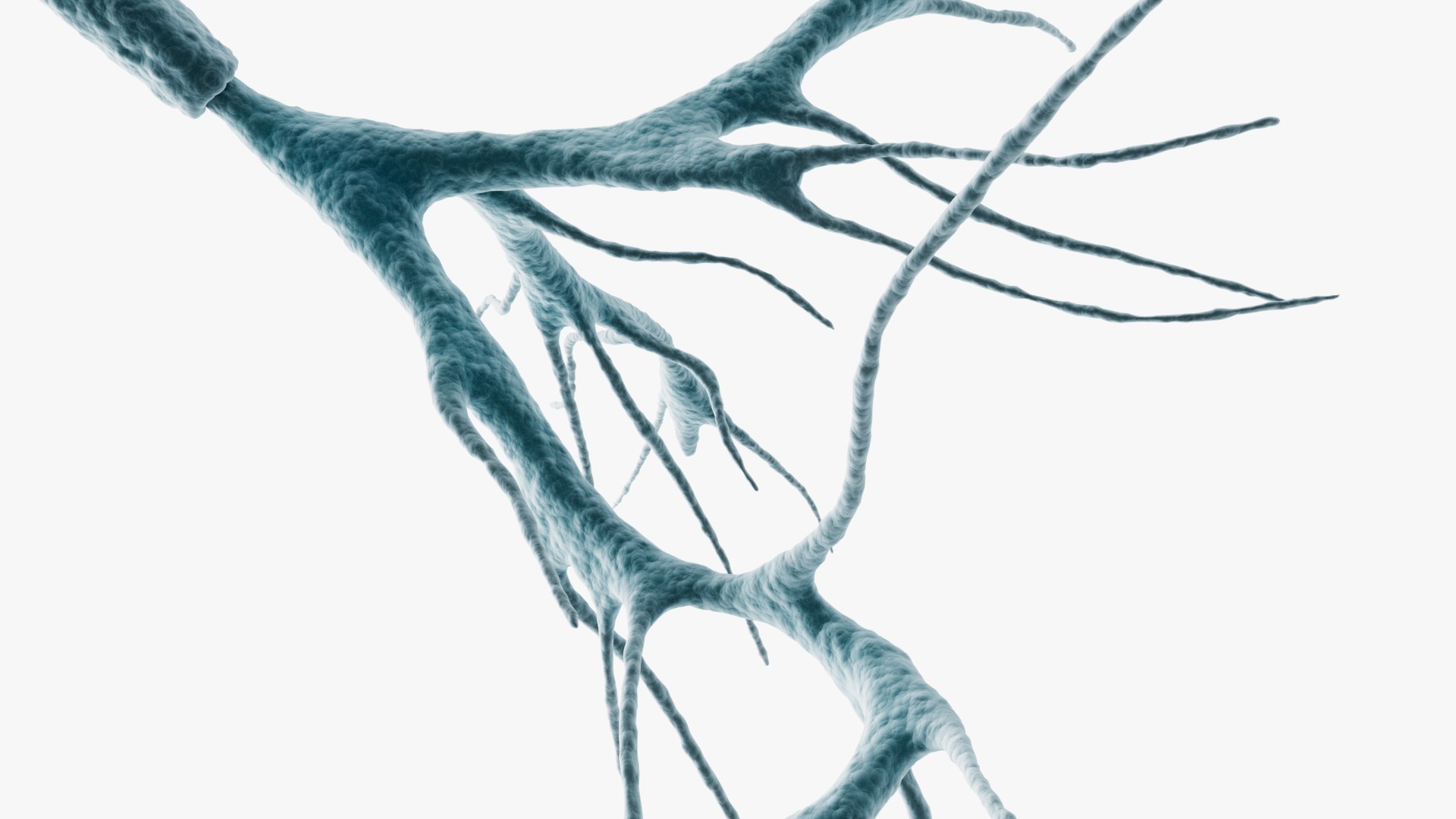 Neuron Bipolar Model - TurboSquid 2235927