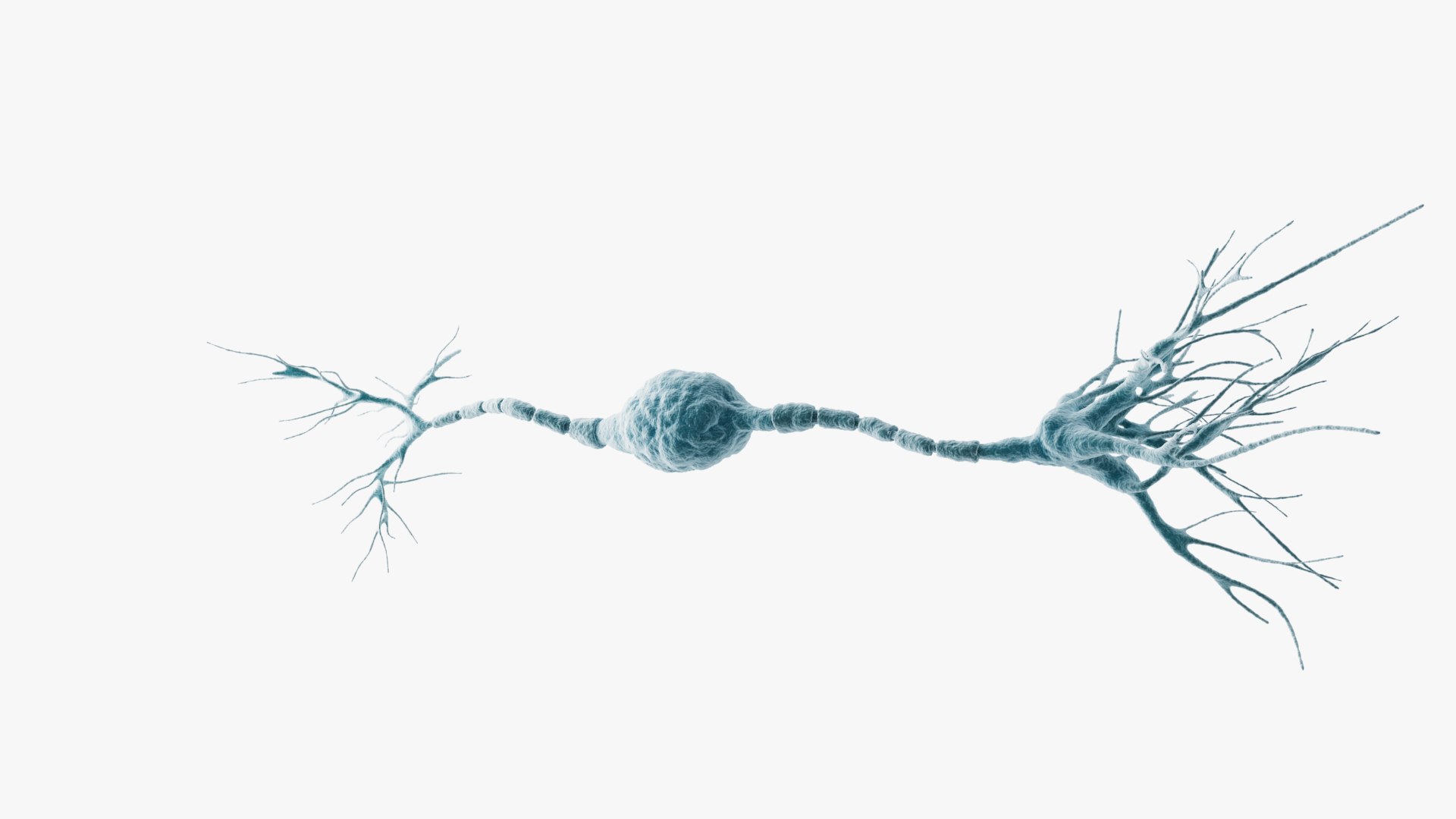 Neuron Bipolar Model - TurboSquid 2235927