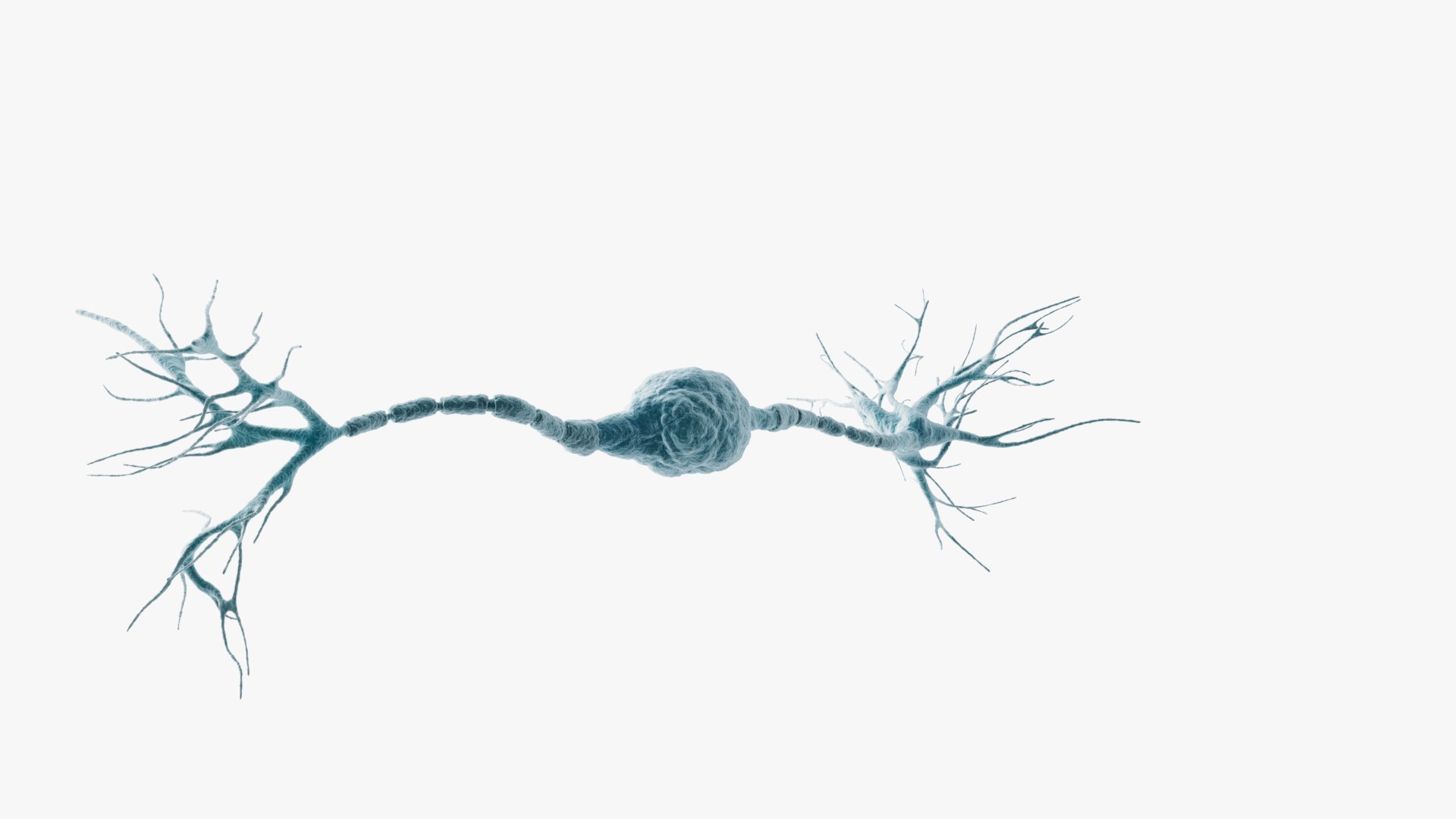 Neuron Bipolar Model - TurboSquid 2235927