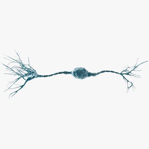 Neurona 3D Modelos para Descargar | TurboSquid