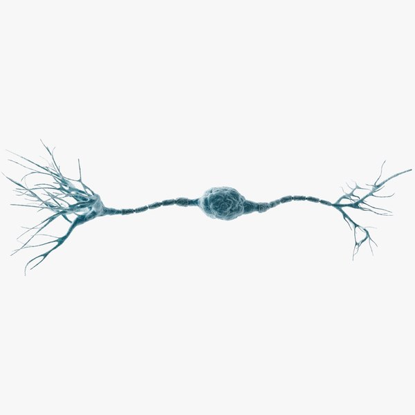 Nerve Cell 3D Models for Download | TurboSquid