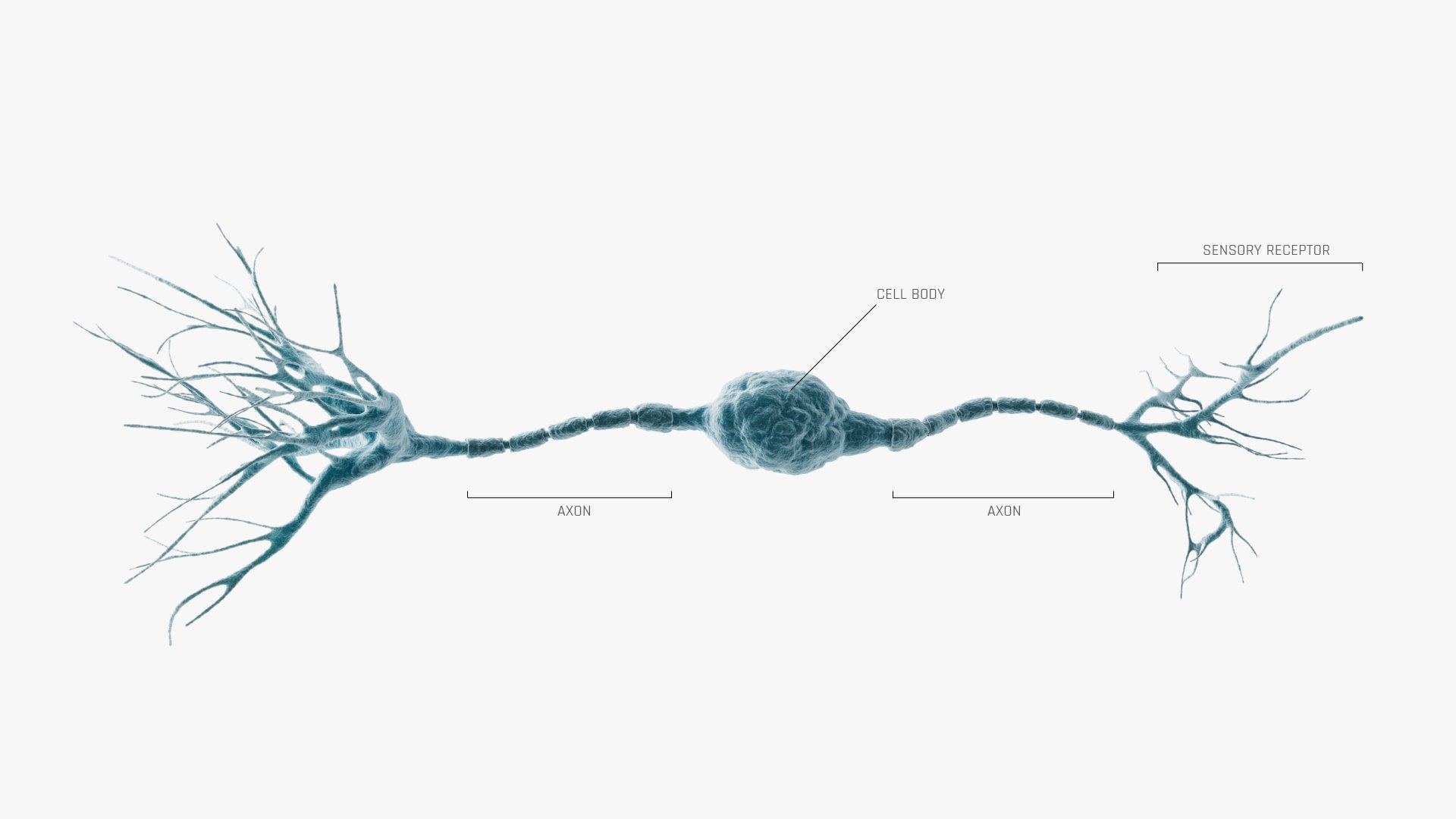 Neuron Bipolar Model - TurboSquid 2235927