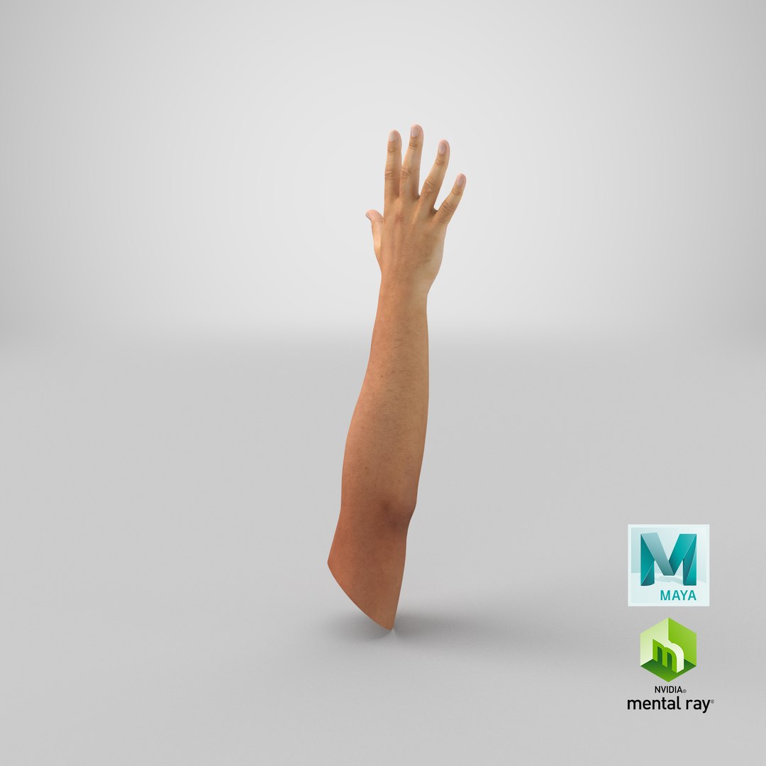 Benjamin Hand 3D model - TurboSquid 1961606
