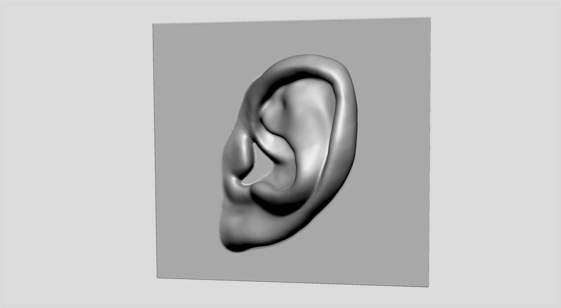 Anatomy Ear 3D Model - TurboSquid 1671689