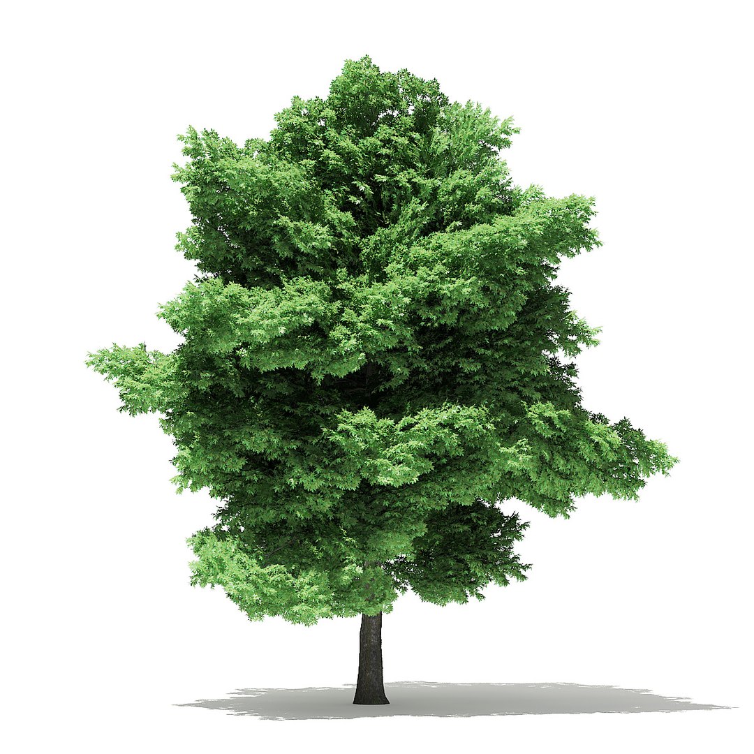Silver maple acer 3D model - TurboSquid 1349926