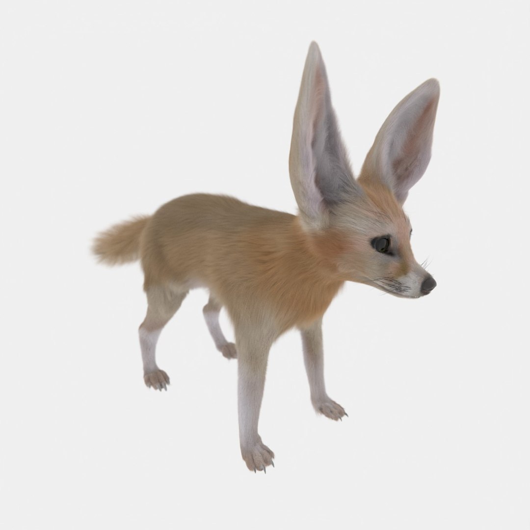 Fennec Fox Realism Low-poly 3D Model 3D Model - TurboSquid 2198584