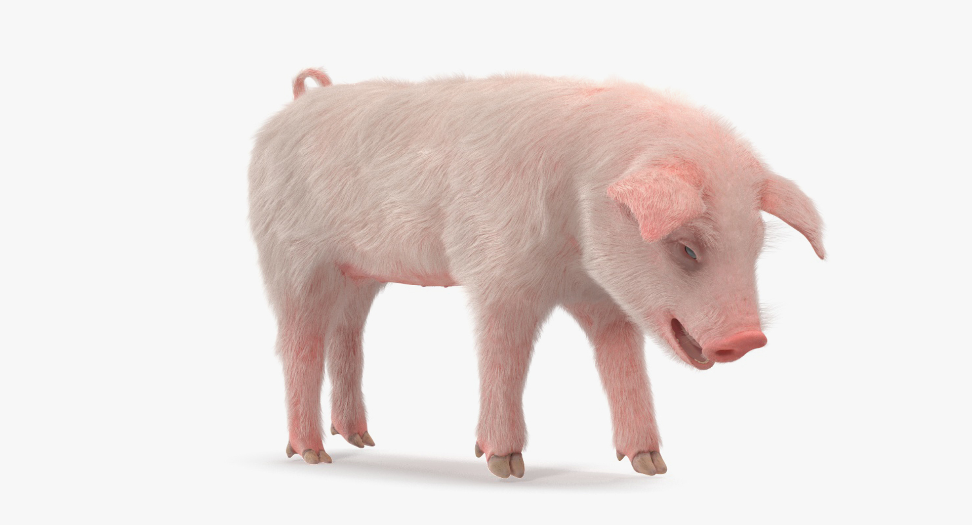 3D Pig Piglet Landrace Standing Model - TurboSquid 1357837