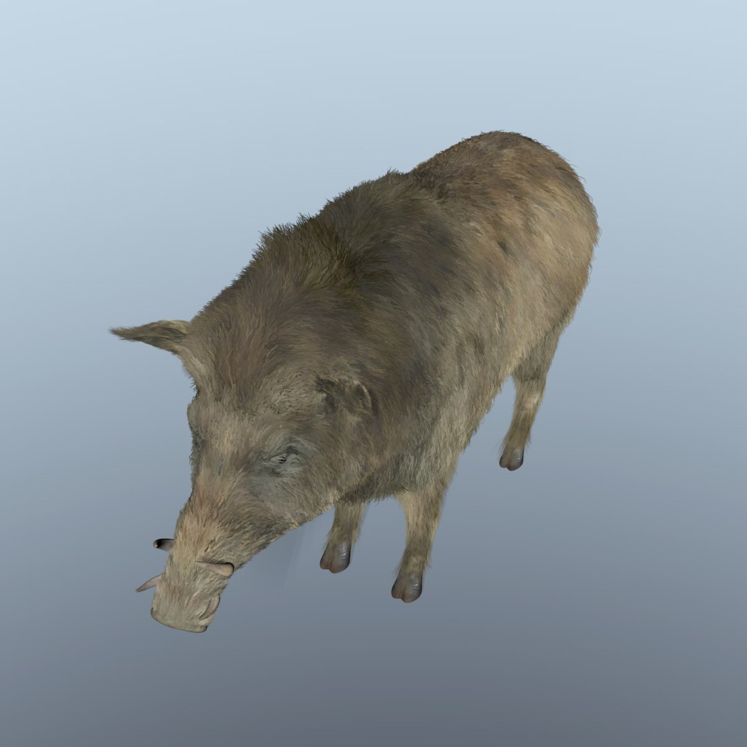 Hair Boar 3d C4d