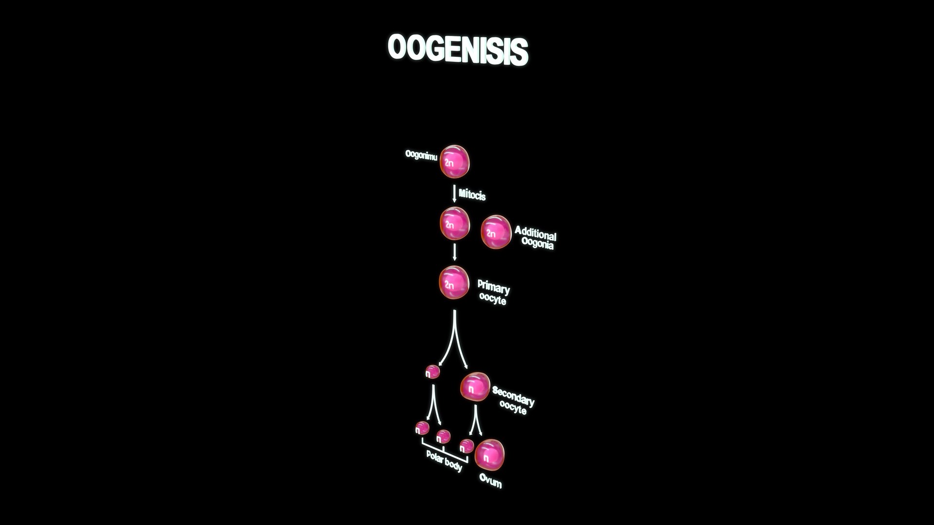 Oogenesis Model - TurboSquid 2187696