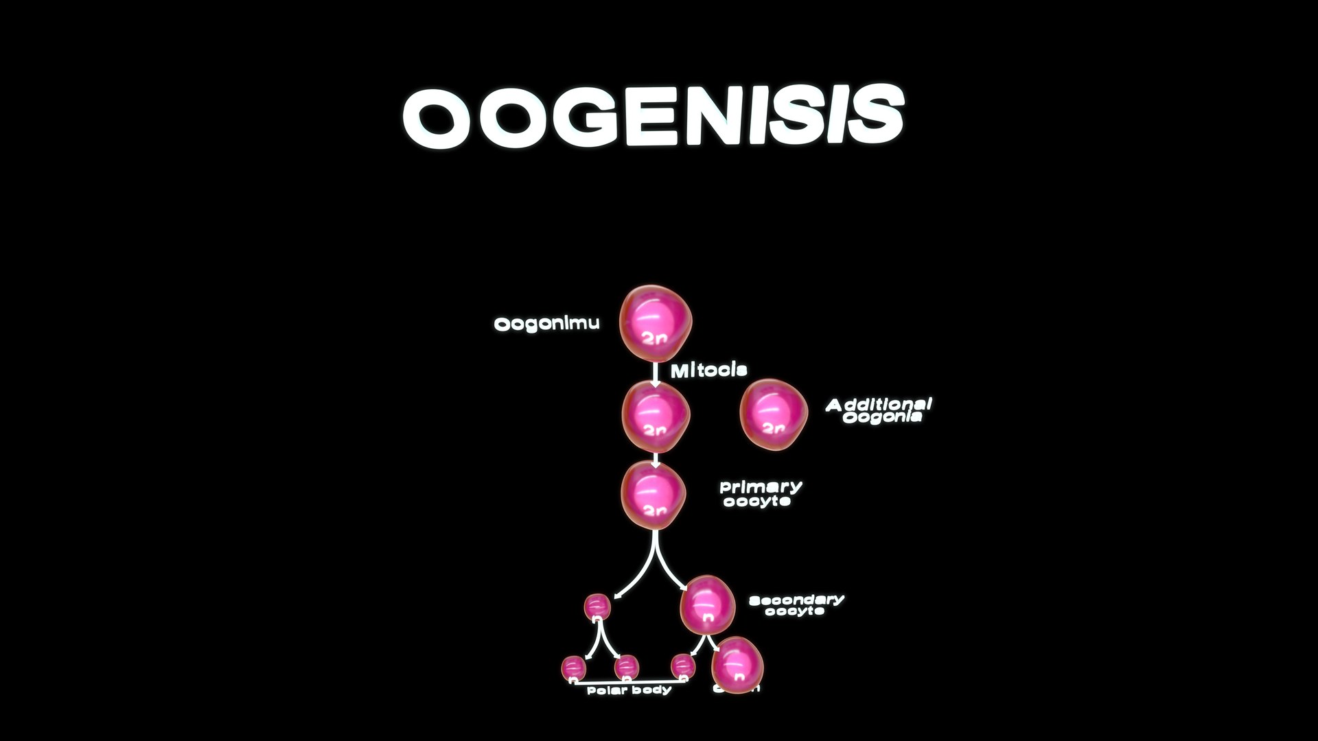 Oogenesis Model - TurboSquid 2187696