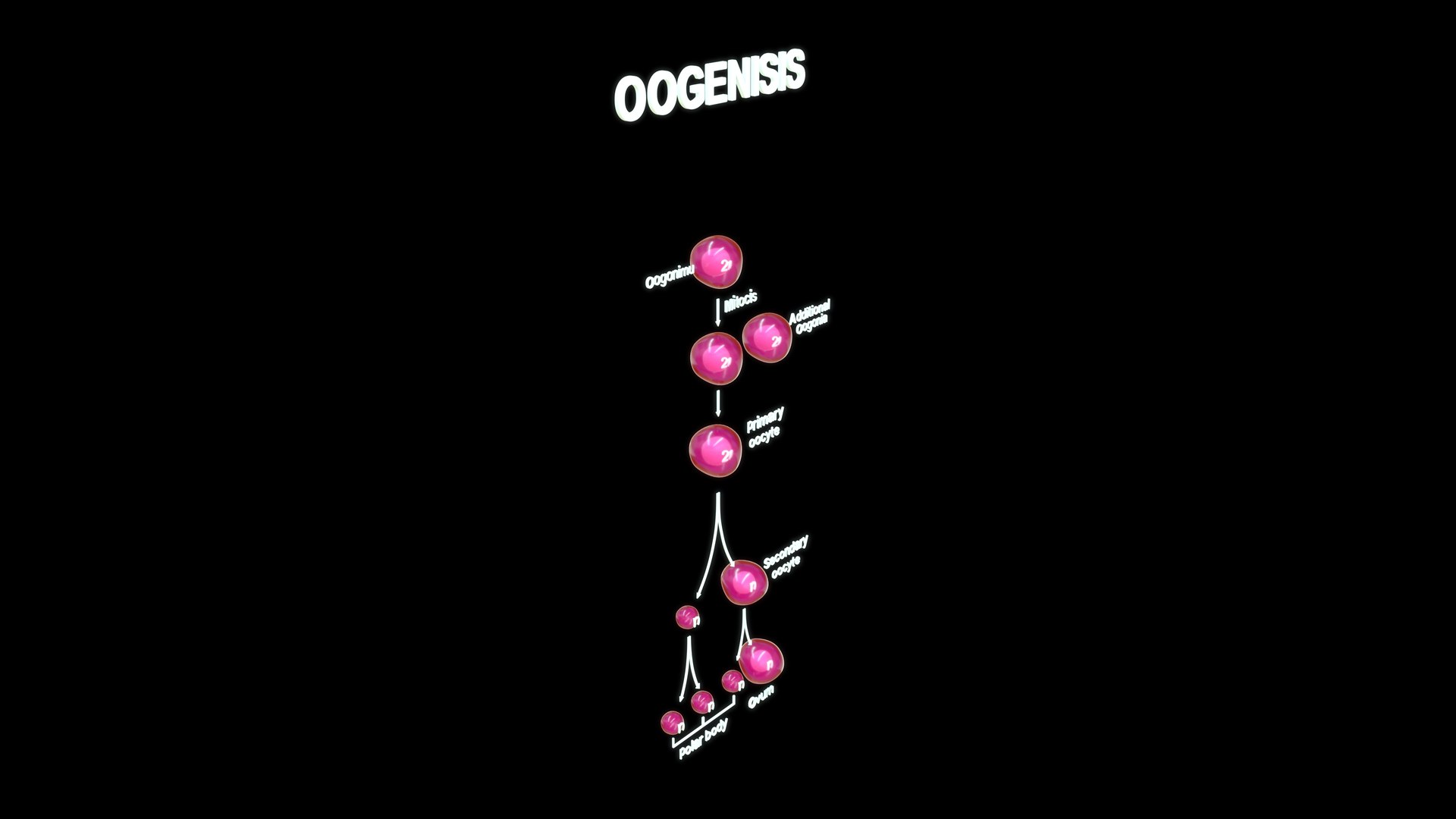 Oogenesis Model - TurboSquid 2187696