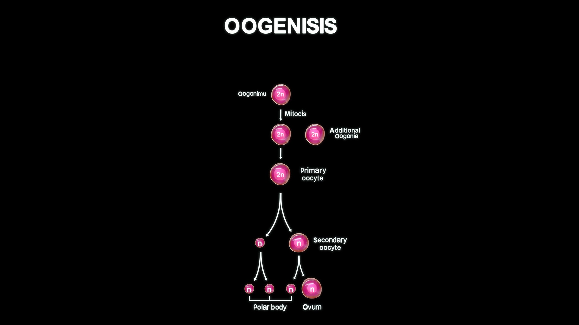 Oogenesis Model - TurboSquid 2187696