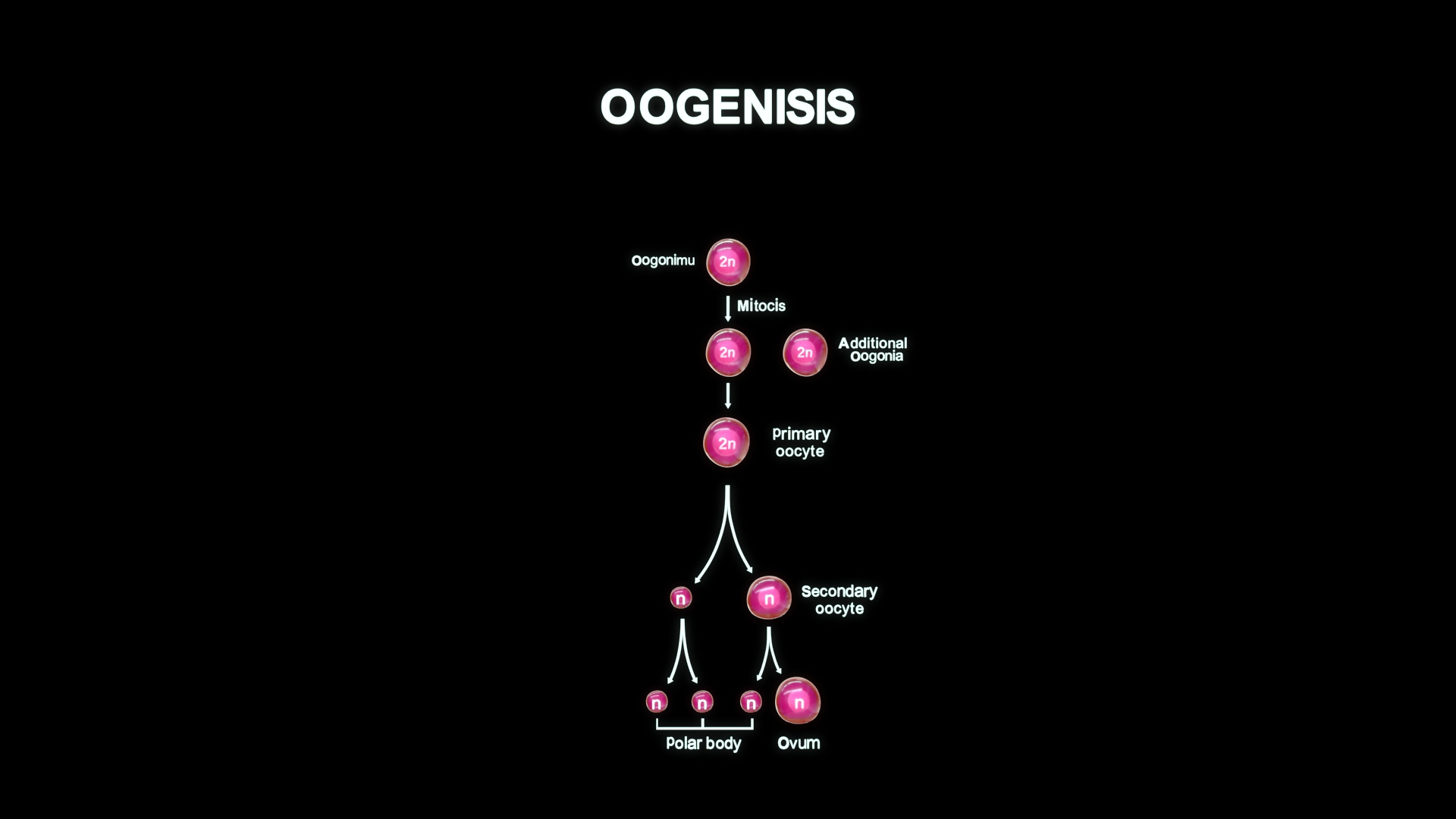 Oogenesis Model - TurboSquid 2187696