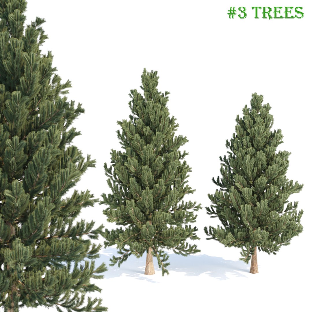 3D Coniferous Pine Collection Vol 2 - TurboSquid 1959941