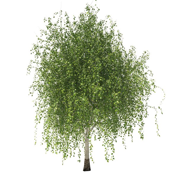 Birch tree 3D model - TurboSquid 1704693