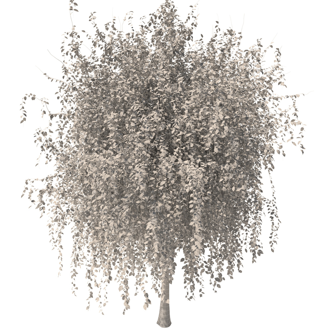 Birch tree 3D model - TurboSquid 1704693